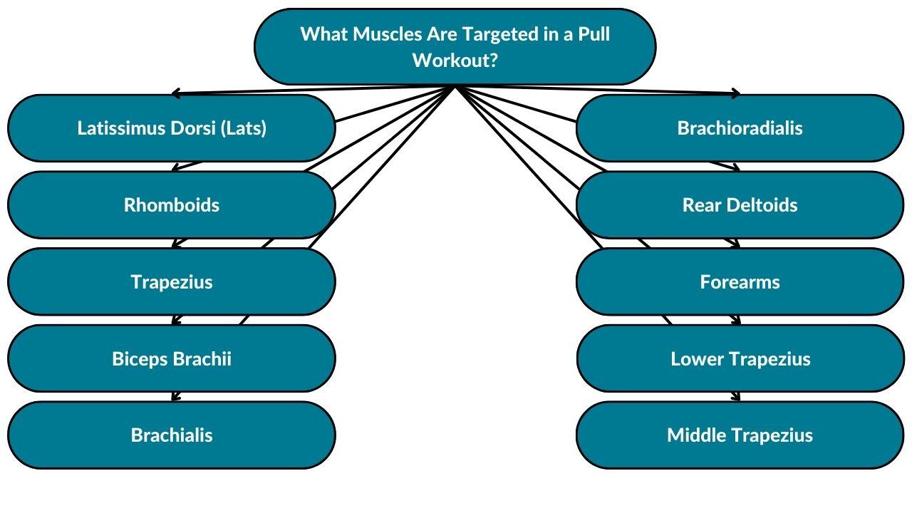 The Best Pull Day Workout Routine for Strength & Hypertrophy ...